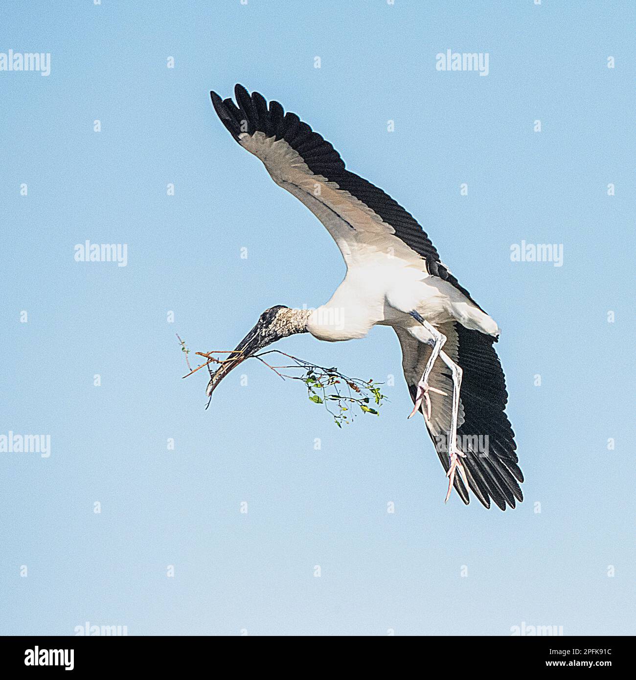 Stork wings hi-res stock photography and images - Alamy