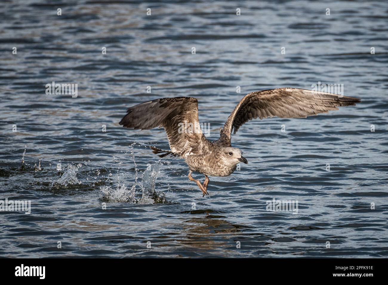 Madrid, Spain. 17th Mar, 2023. A lesser black-backed gull (Larus fuscus ...