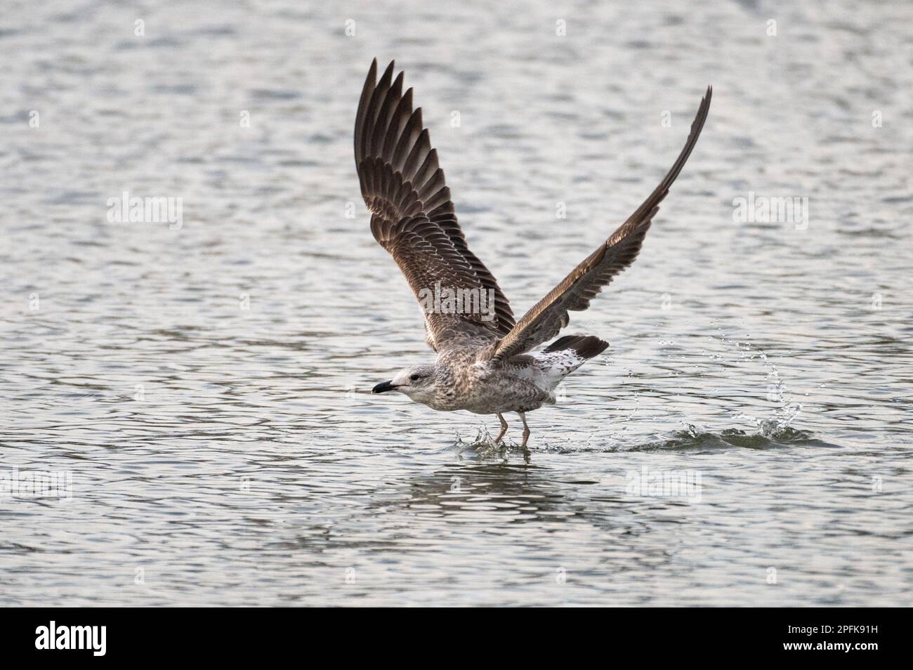 Madrid, Spain. 17th Mar, 2023. A lesser black-backed gull (Larus fuscus ...