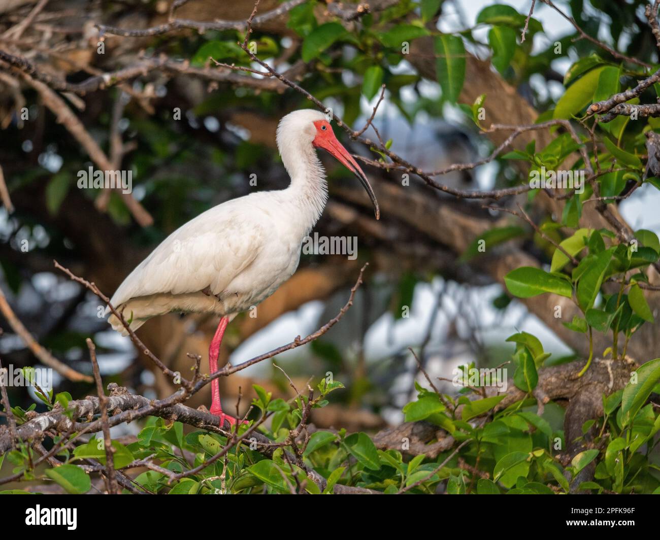 Red legs bird hi-res stock photography and images - Alamy