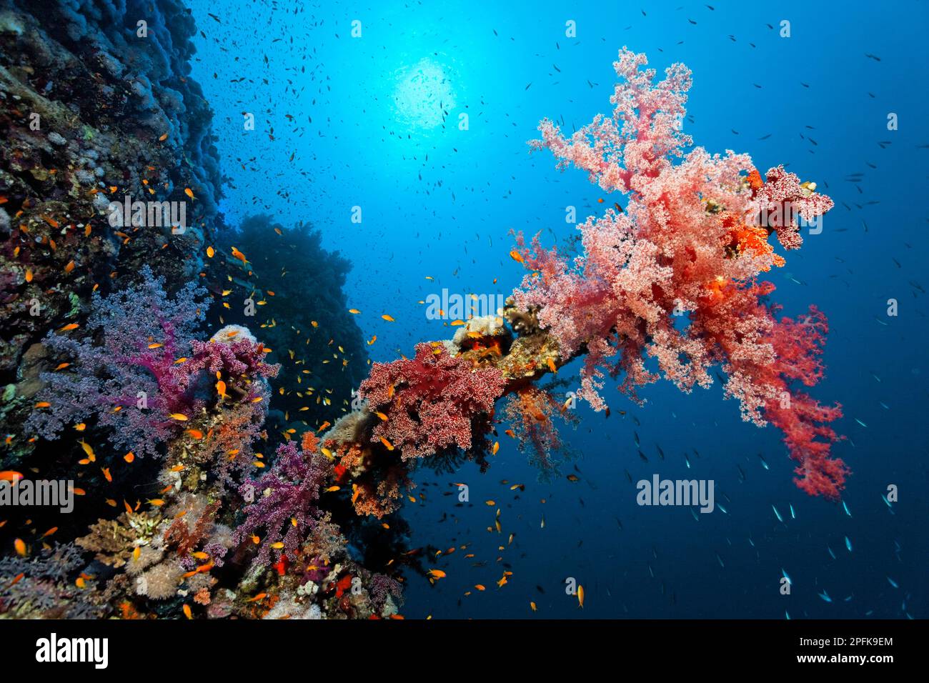 Overgrown with Klunzinger soft corals (Dendronephthya klunzingery ...