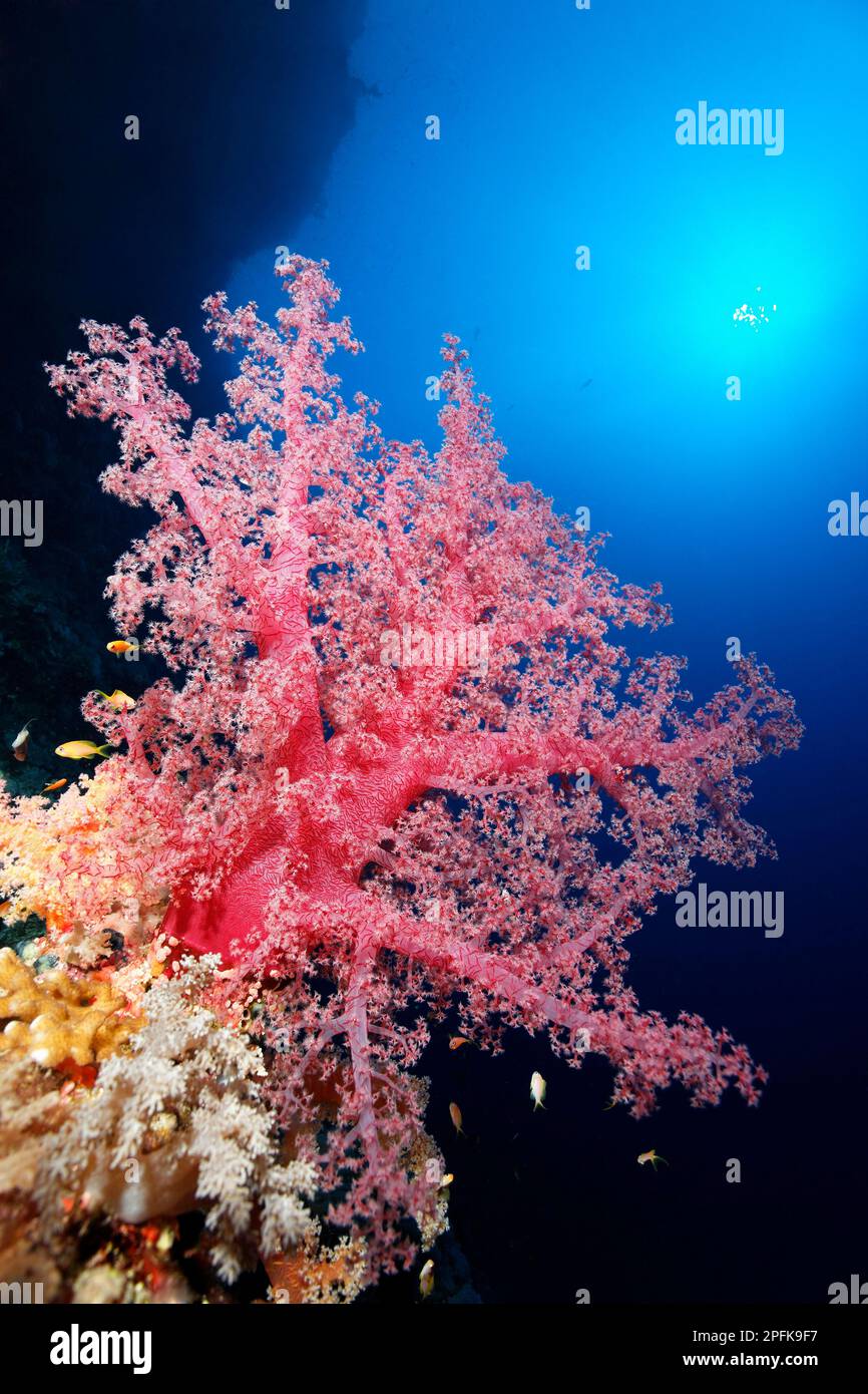 Klunzinger soft coral (Dendronephthya klunzingery) red, steep wall ...