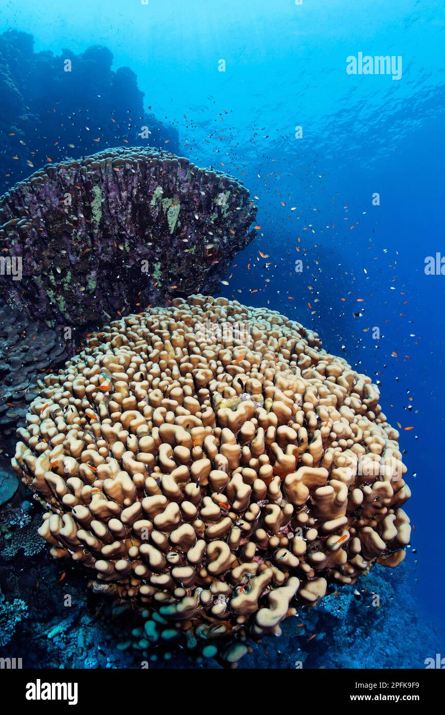 Dome coral (Porites nodifera) on coral reef wall, Red Sea, Daedalus ...