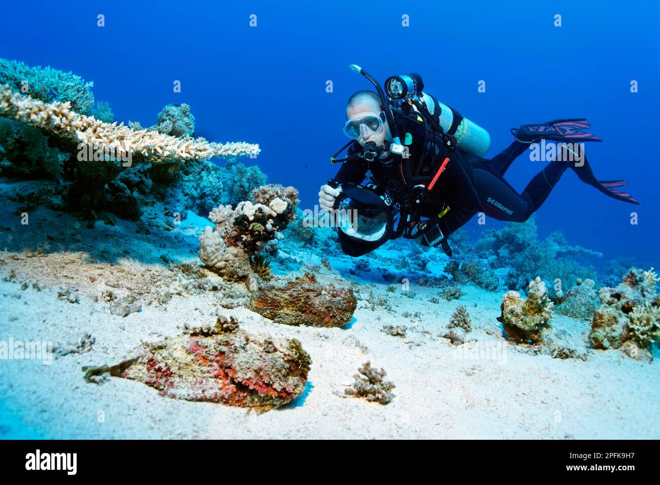 Diver, photographer, underwater photographer with camera, underwater ...
