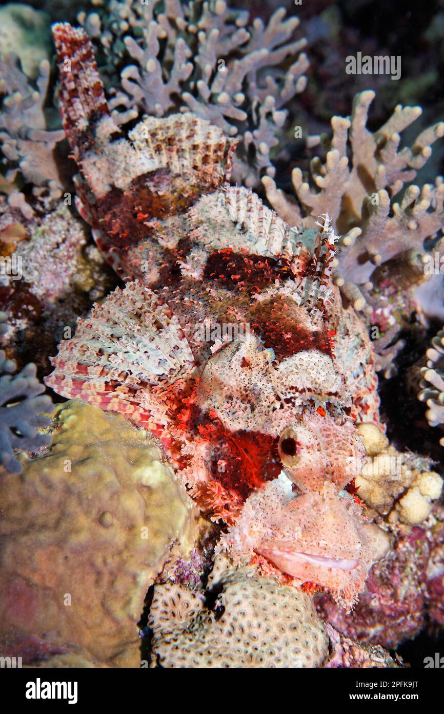 Bearded scorpionfish (Scorpaenopsis barbatus), lying well camouflaged ...