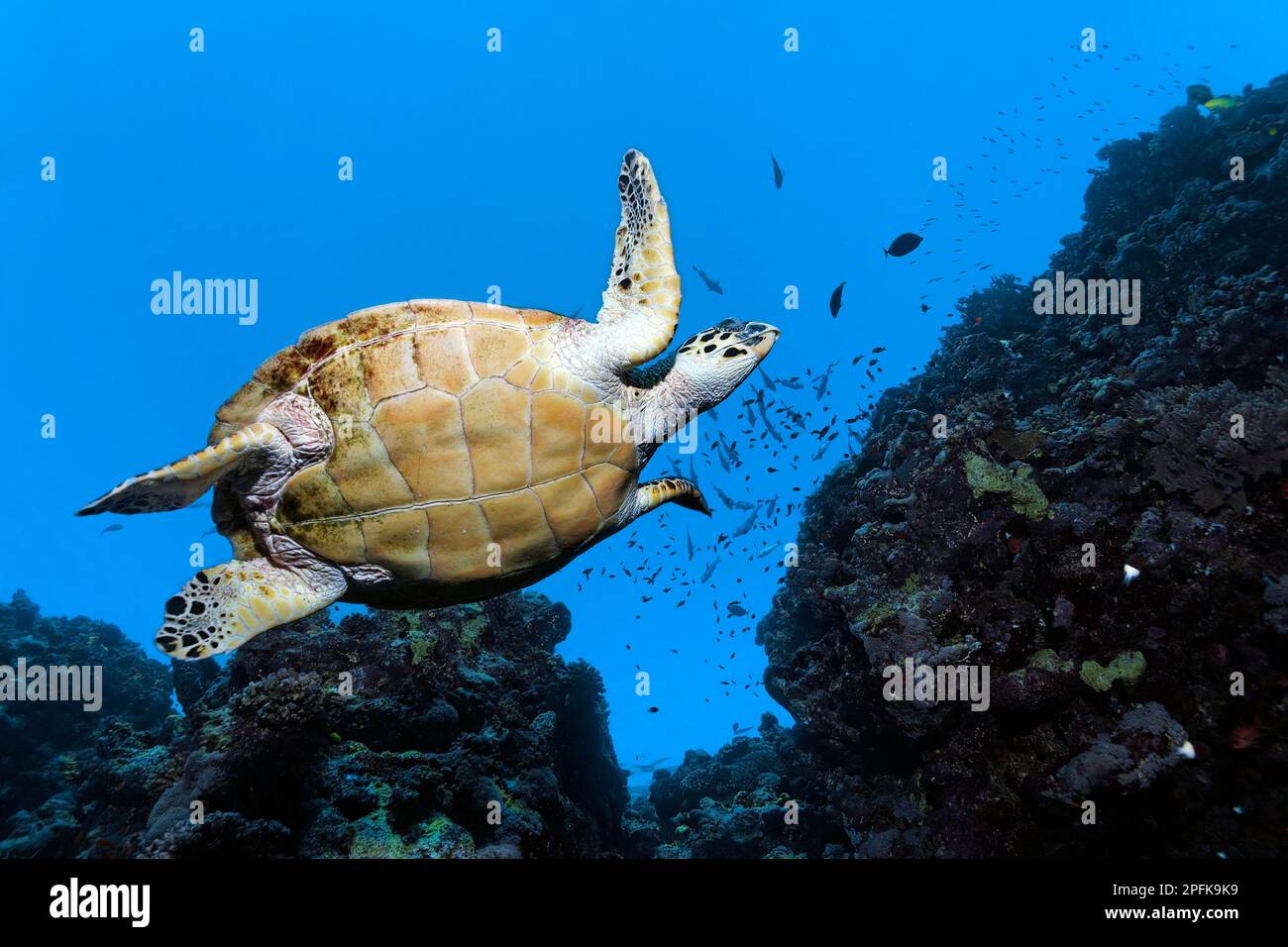 Hawksbill sea turtle (Eretmochelys imbricata), from below, swimming ...