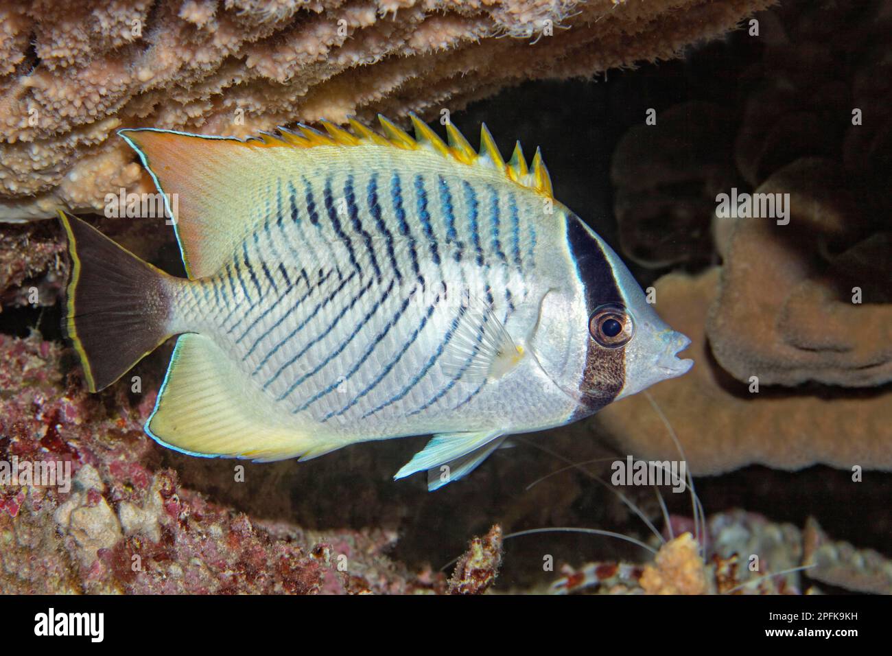 Chevron butterflyfish (Chaetodon trifascialis) at night, Red Sea ...