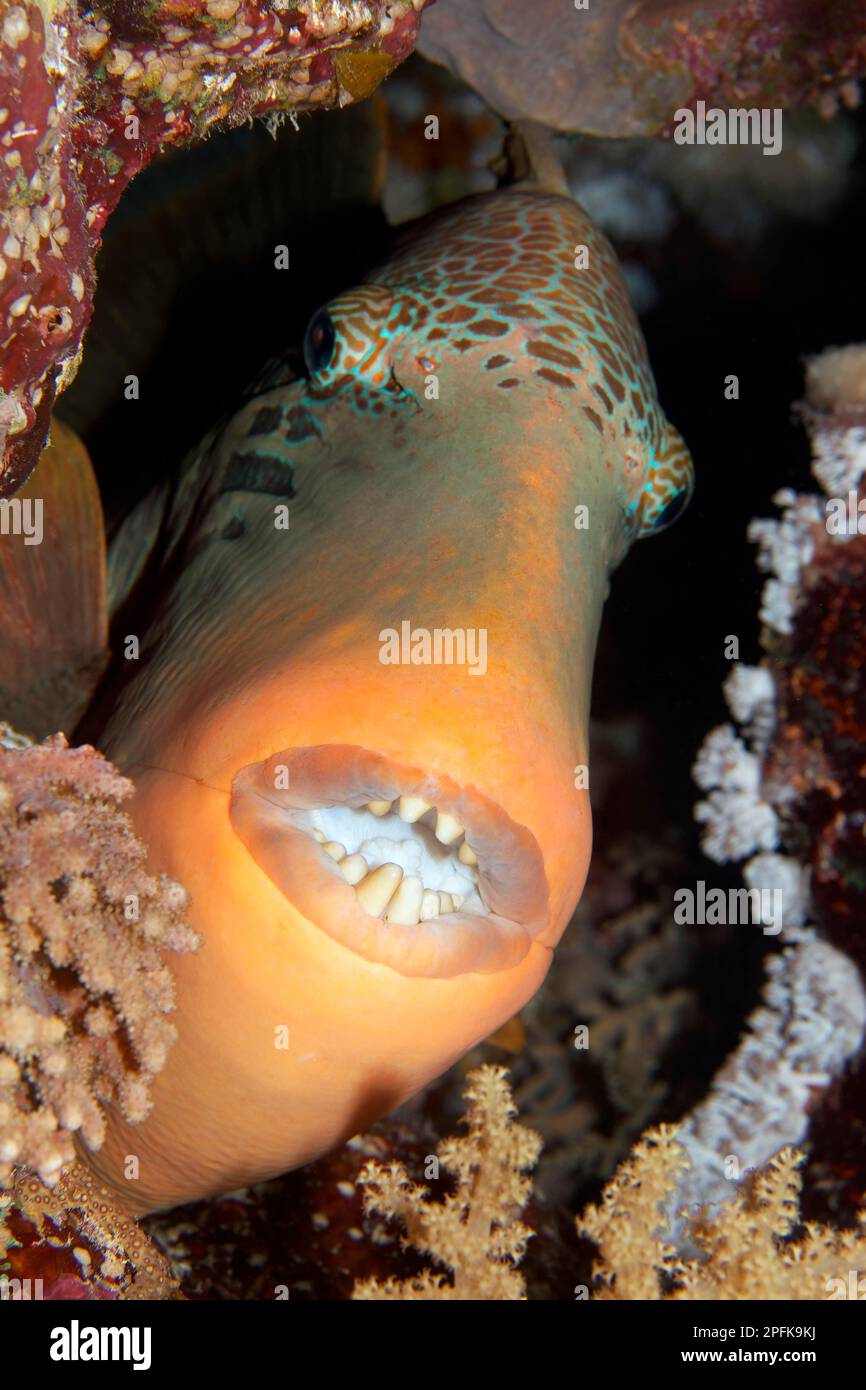 Clown Triggerfish Teeth