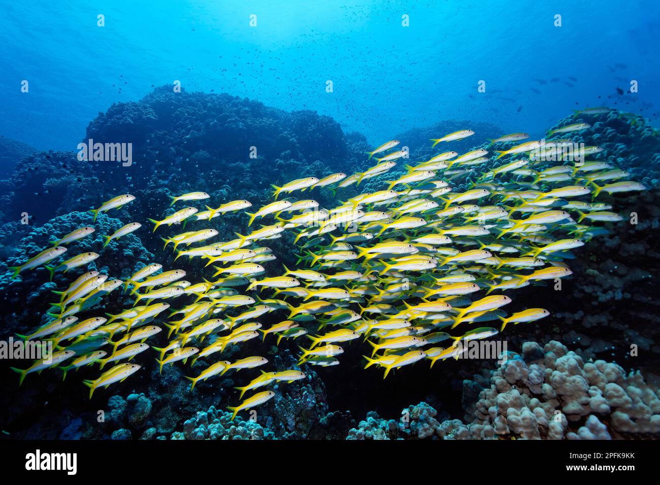 Shoal of yellowfin sea bass (Mulloideichthys vanicolensis) in front of ...