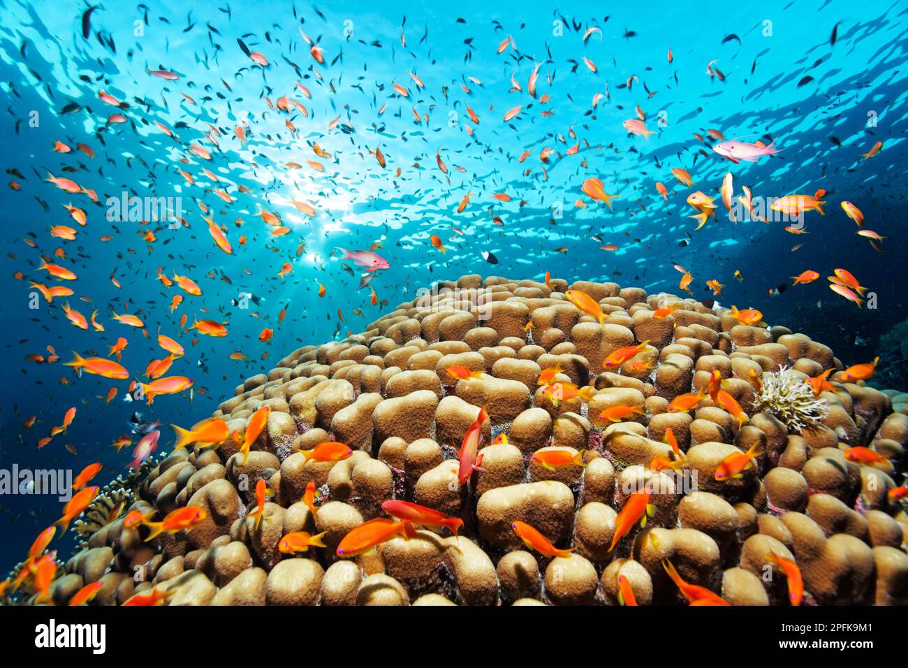 Shoal of red sea basslets (Pseudanthias taeniatus) swimming Dom Coral ...