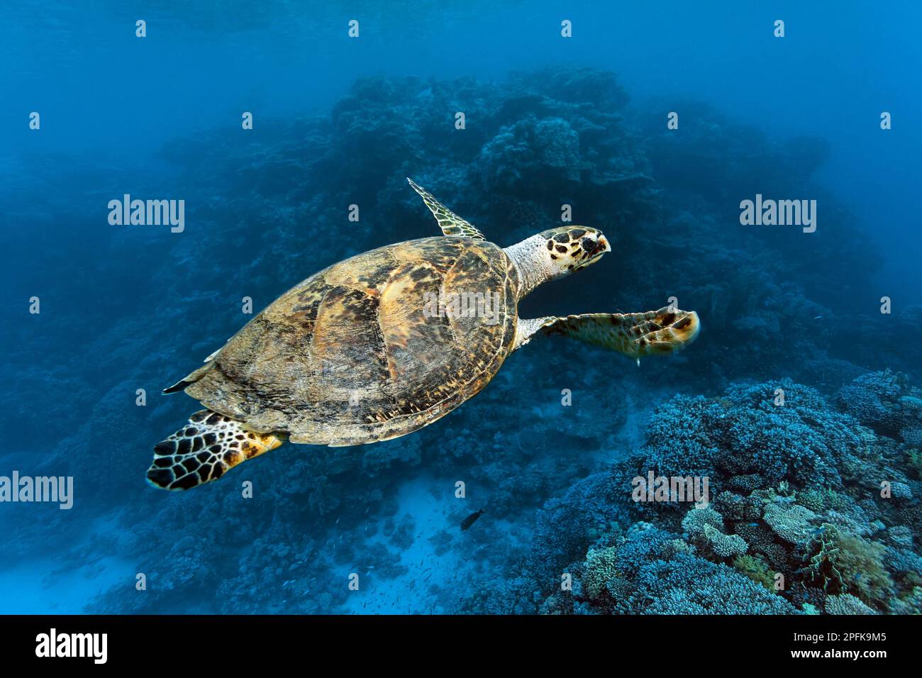 Hawksbill sea turtle (Eretmochelys imbricata), swimming over coral reef ...