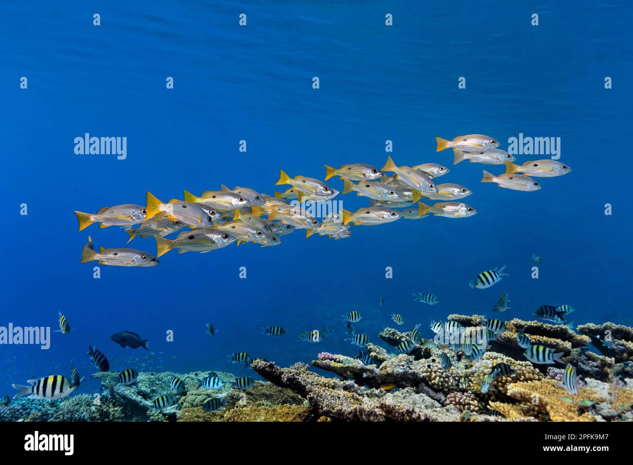 Red snapper fish swimming hi-res stock photography and images - Alamy