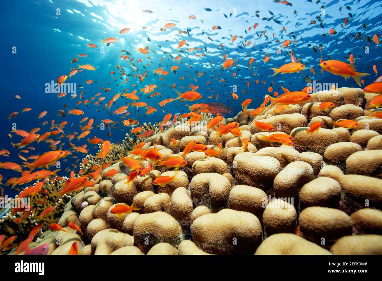 Shoal of red sea basslets (Pseudanthias taeniatus) swimming Dom Coral ...