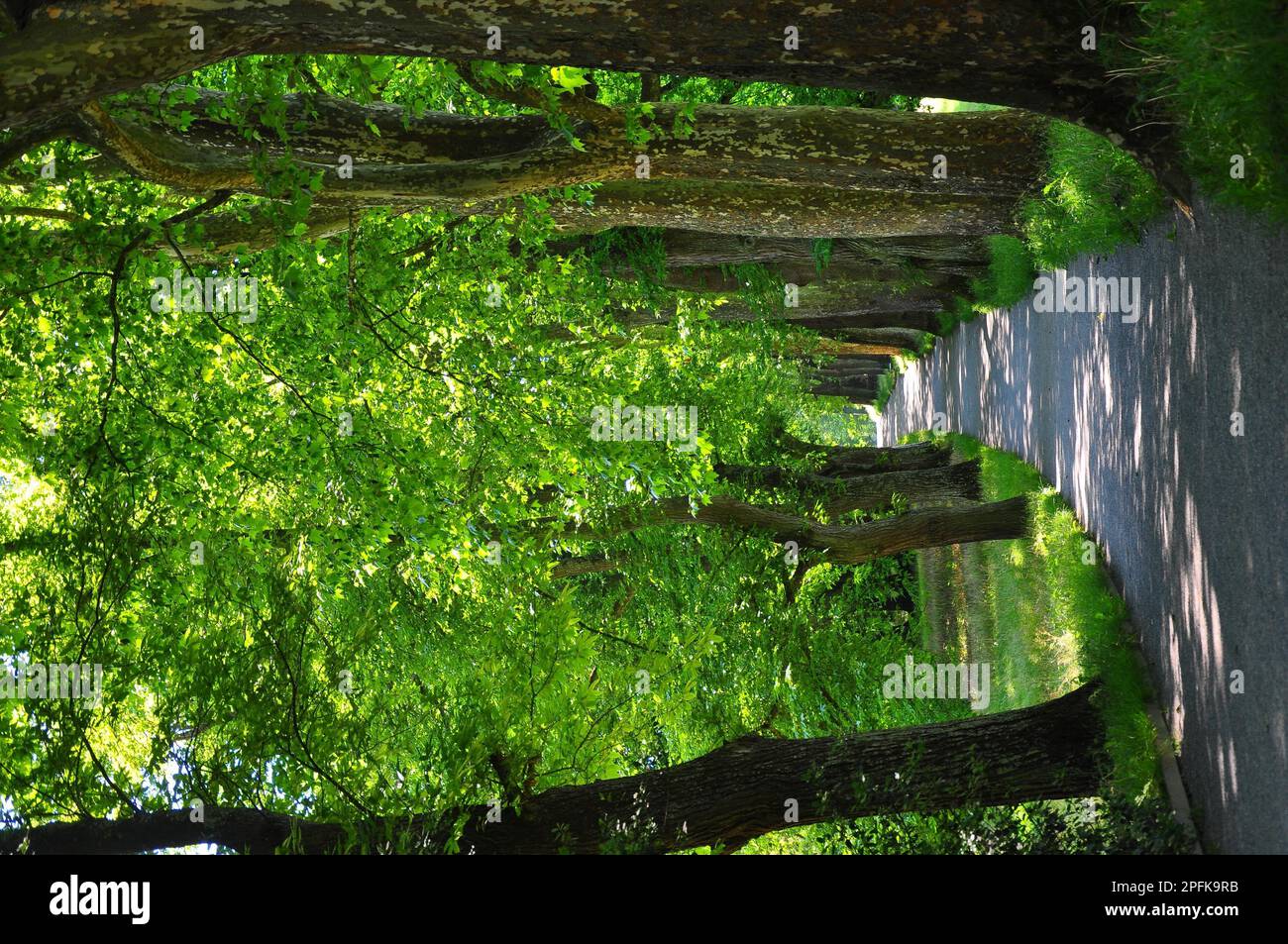 Park, path, linden trees, linden avenue, Mainau, Lake Constance Stock ...