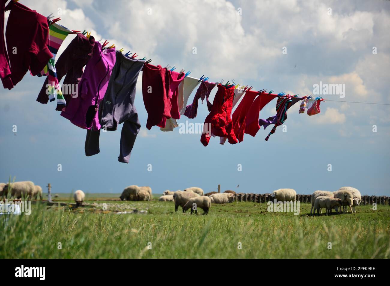 Washing day, laundry, sheep, Hallig, North Sea Stock Photo - Alamy