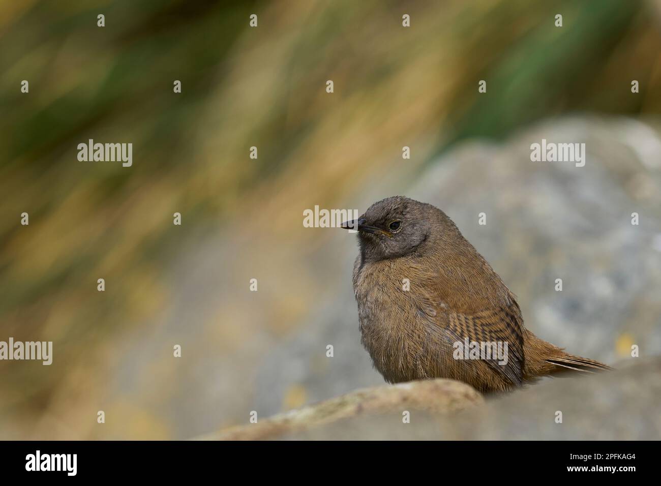 Young Cobb's Wren (Troglodytes cobbi) peering out from a boulder on the ...