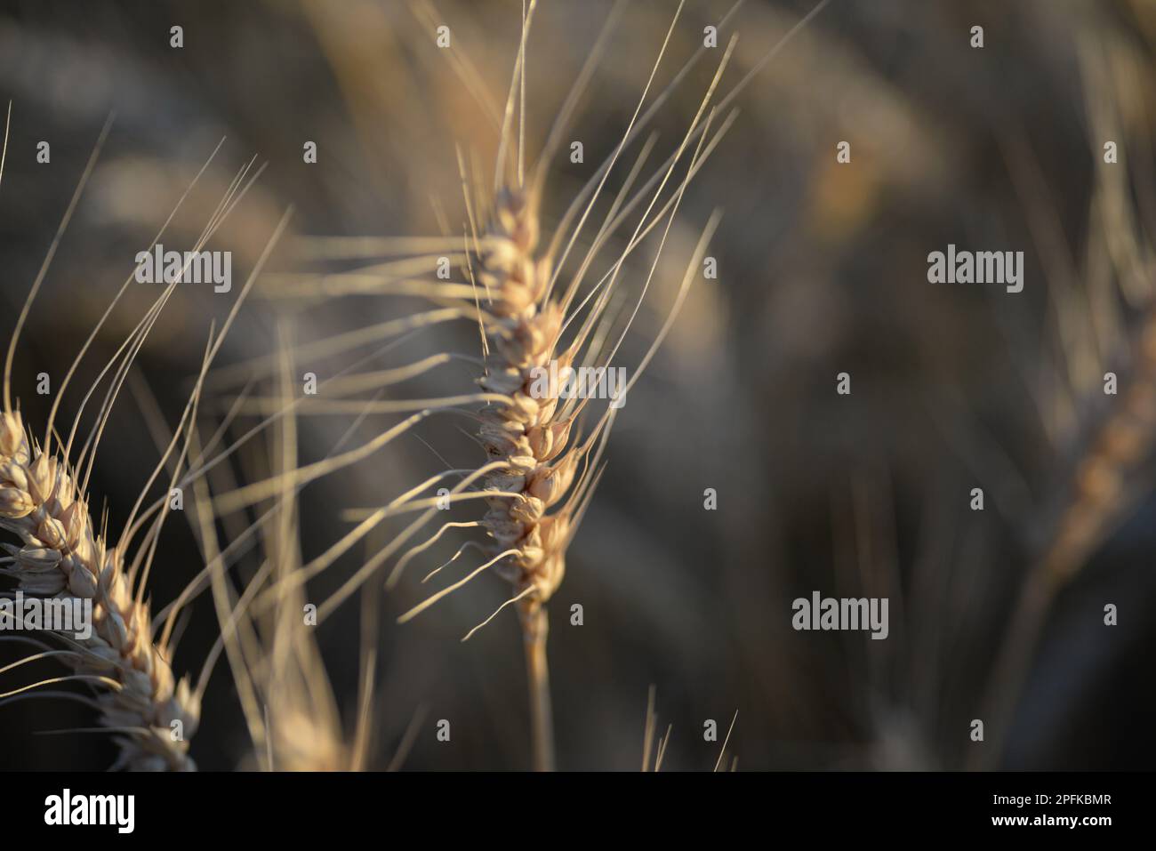 Wheat ear spikelet grains hi-res stock photography and images - Alamy