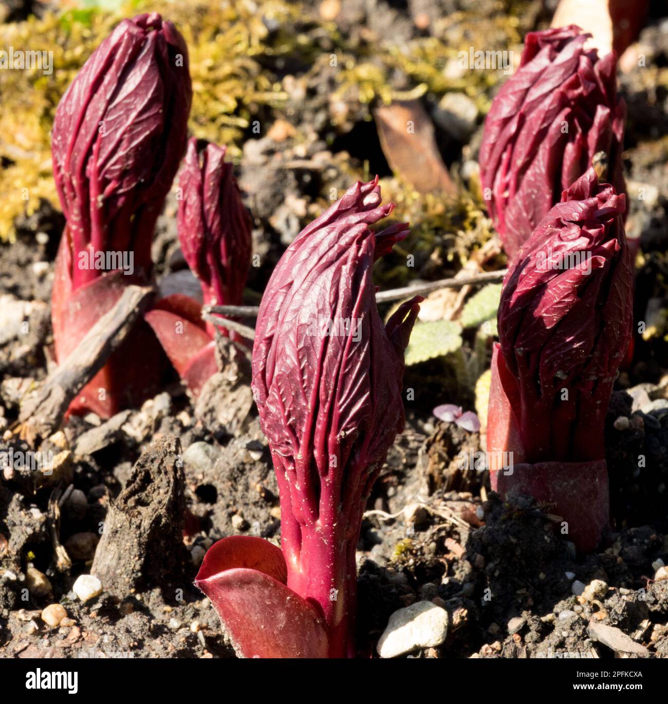 Peonies, Shoots, Spring, Red, Sprouts, Early spring, March, Plants ...