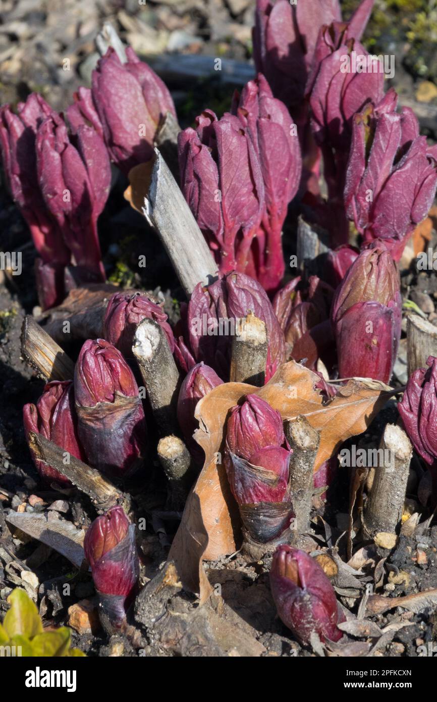 March, Shoots, Sprouts, Peony, Spring, Budding, Paeonia, Peonies ...