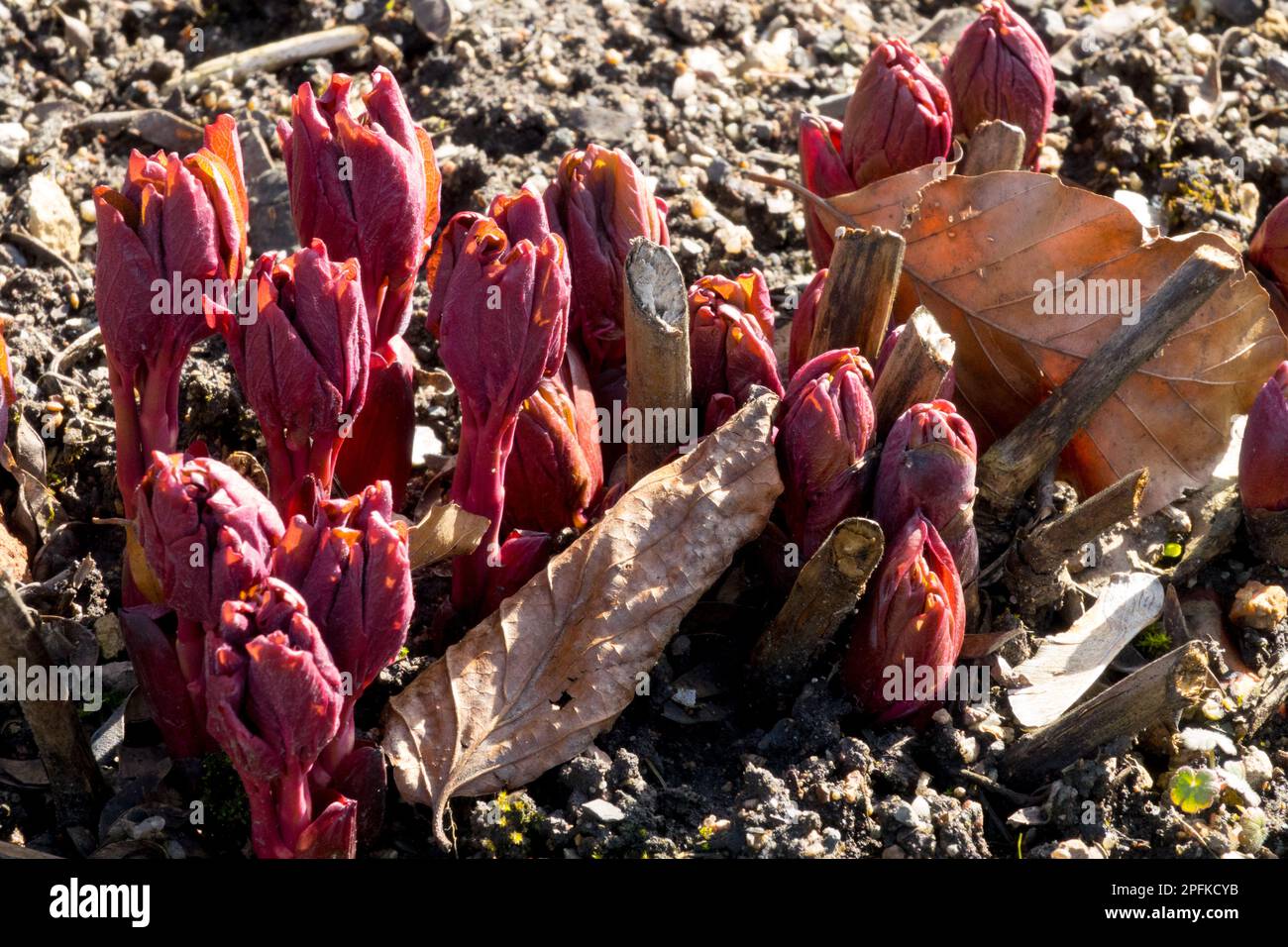 Sprout emerging hi-res stock photography and images - Alamy