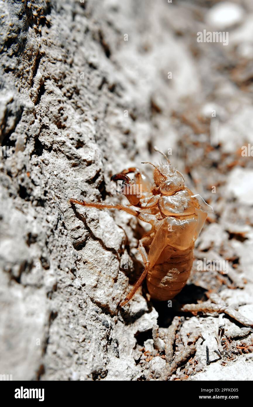 Cicada exoskeleton clinging to a wall Stock Photo - Alamy