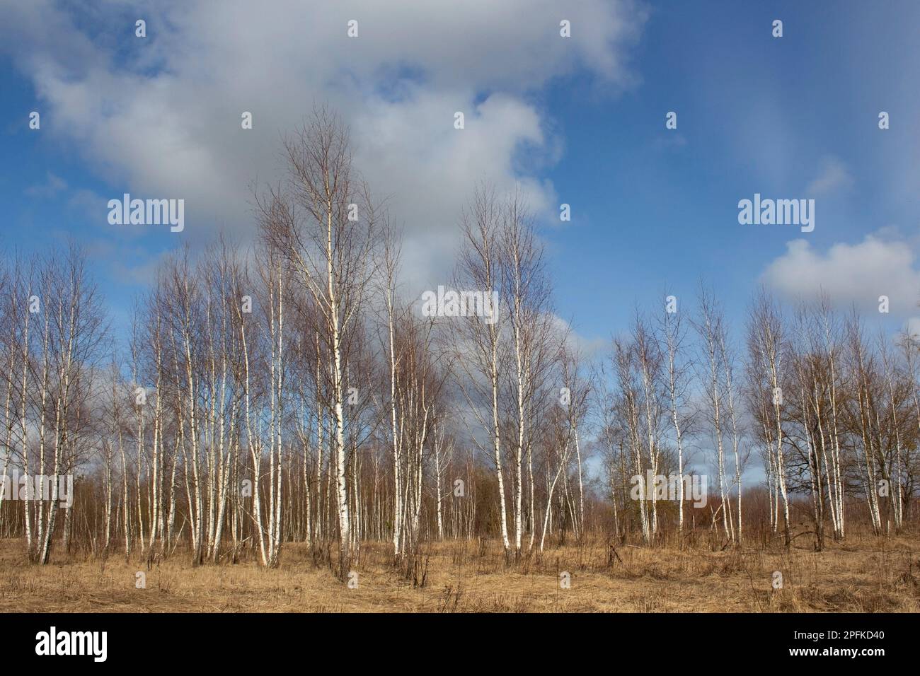 Young birches on the background of the sky without leaves. Dry yellow grass. Spring landscape ...