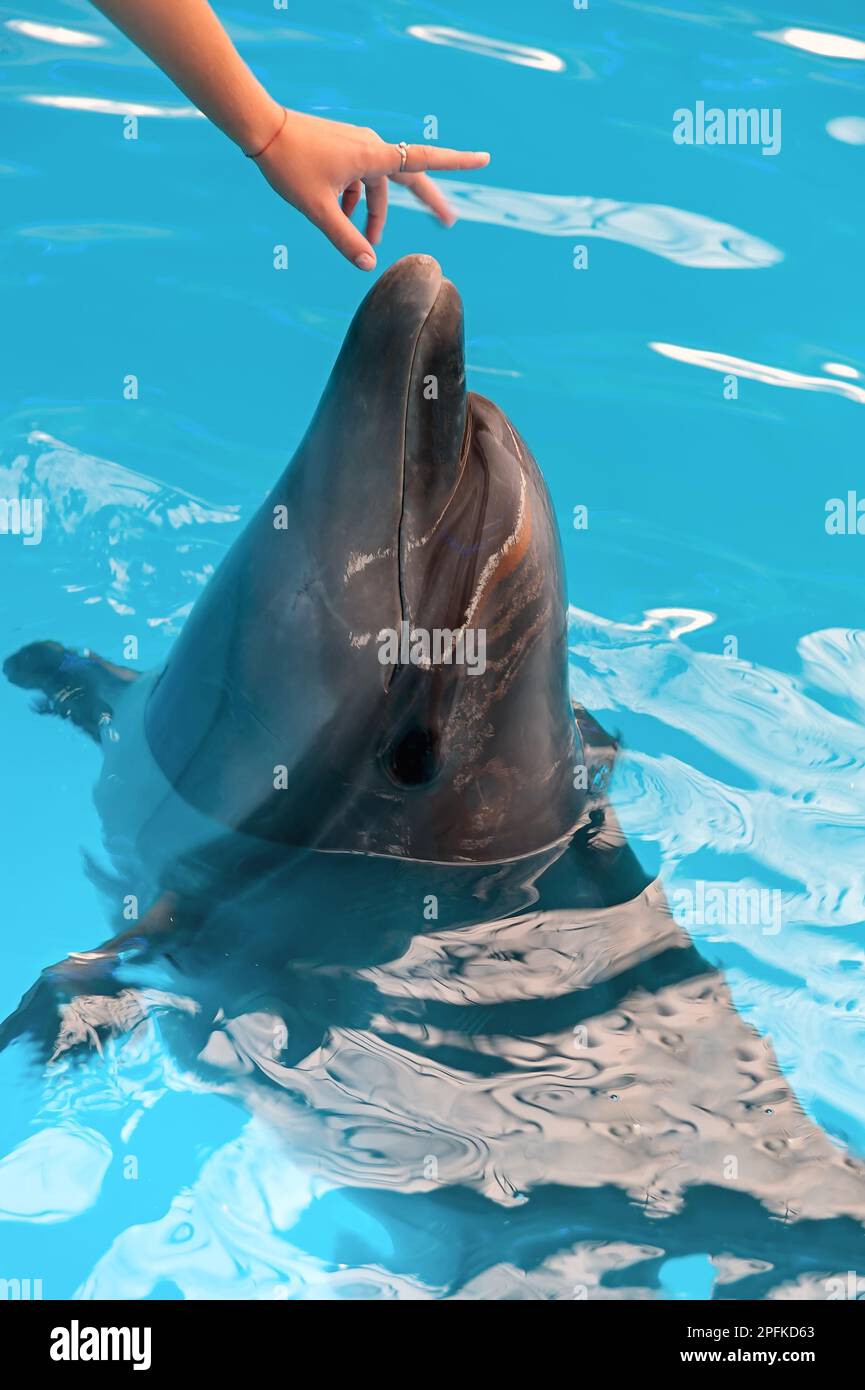 The dolphin follows the commands of the trainer Stock Photo - Alamy