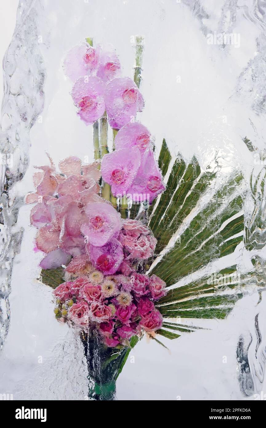 Frozen orchid bouquet with huge green leaf inside the ice block Stock ...