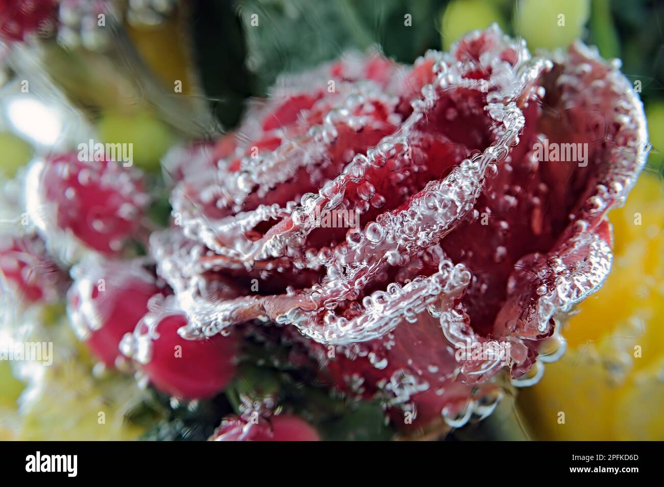 Frozen bouquet of red and yellow roses in the ice block detailed Stock ...
