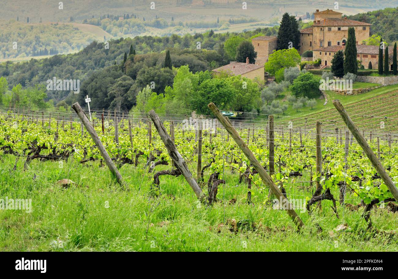 Vineyards in Chianti valley, Tuscany Stock Photo - Alamy