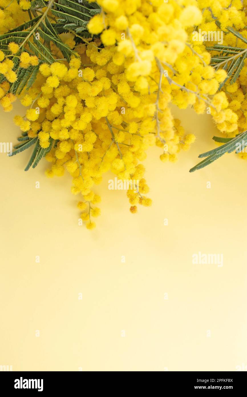 Mimosa or silver wattle yellow spring flowers on the yellow vertical ...