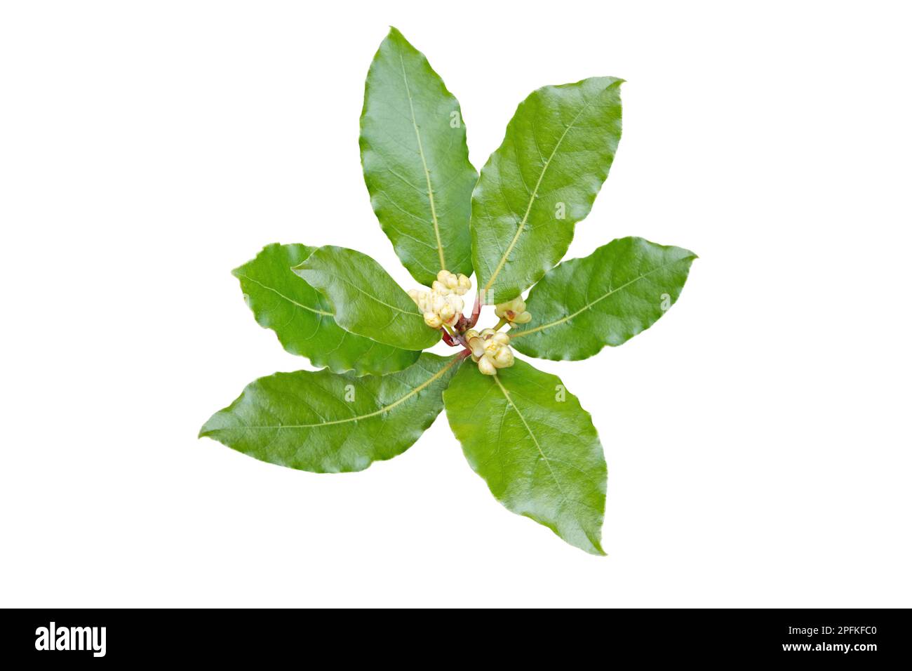 Yellow flowering shrub Cut Out Stock Images & Pictures - Alamy