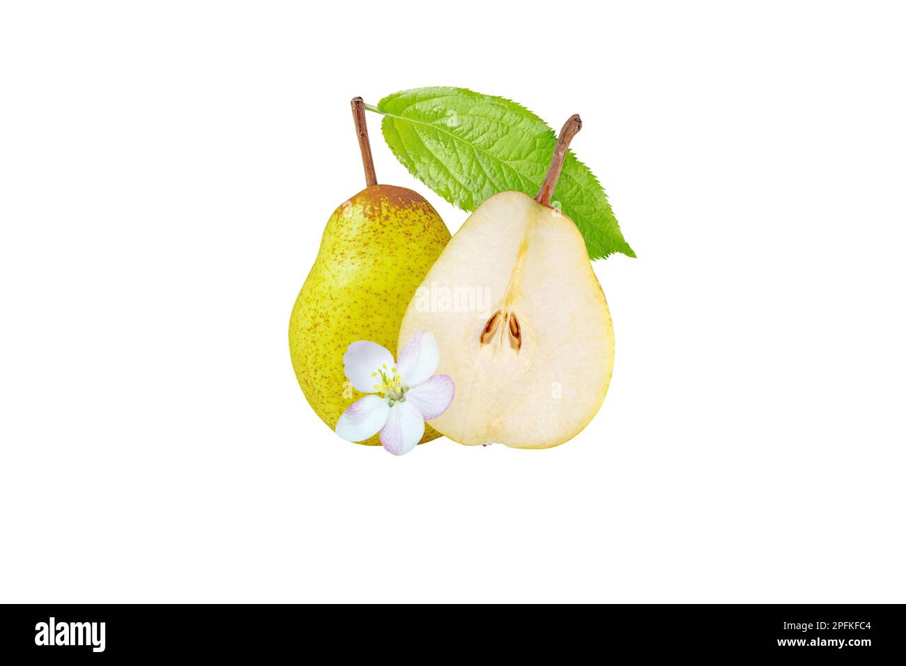 Rocha pear whole and cut fruits isolated on white. Yellow green spotted ...