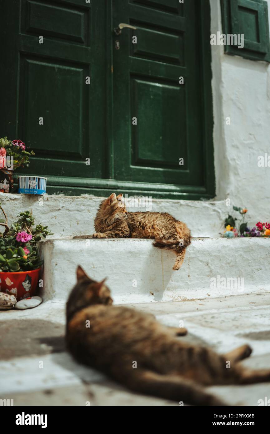 Travel Mykonos - Street cats Stock Photo - Alamy