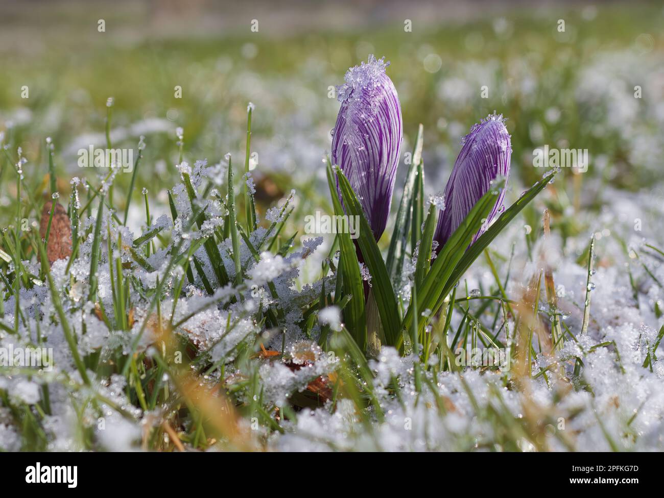 A group of purple flowering crocuses on a meadow in green grass covered with ice crystals and ...