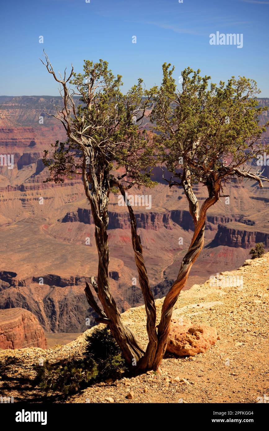 Juniper tree Late afternoon in the Grand Canyon Arizona on Rim Stock ...