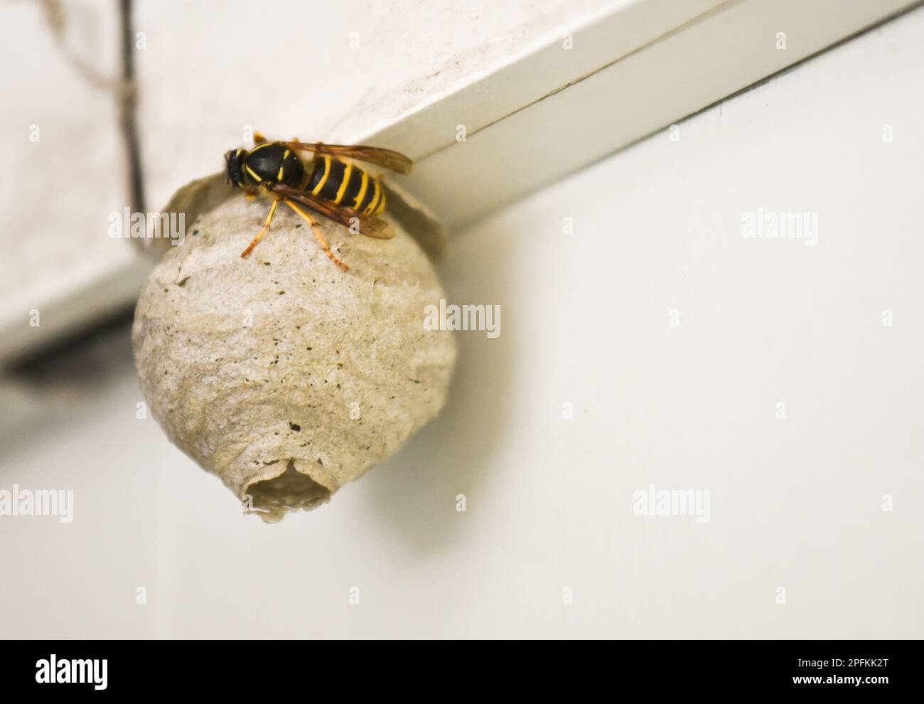 Single wasp constructing intricate wasps' nest Stock Photo - Alamy