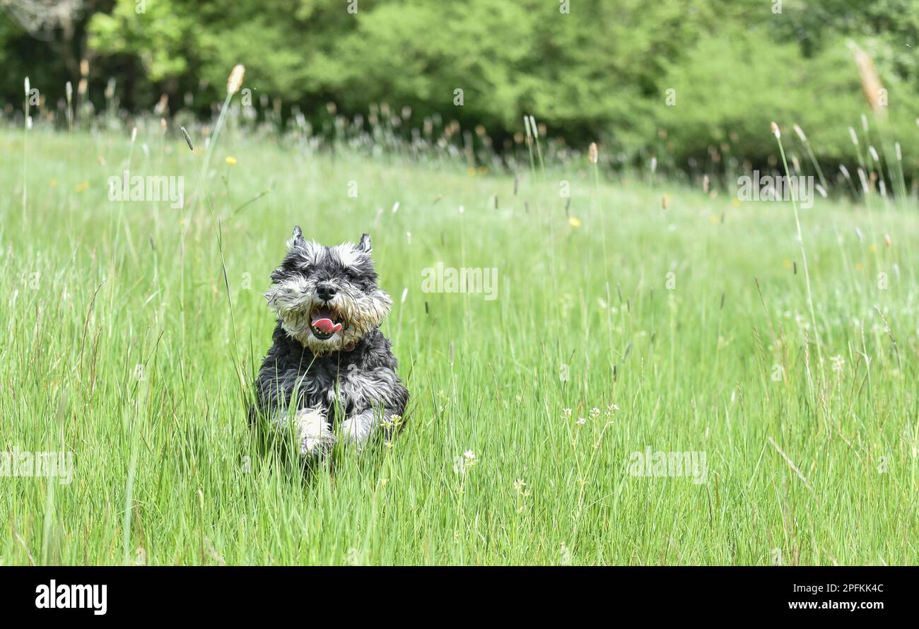 Happy scruffy dog hi-res stock photography and images - Alamy