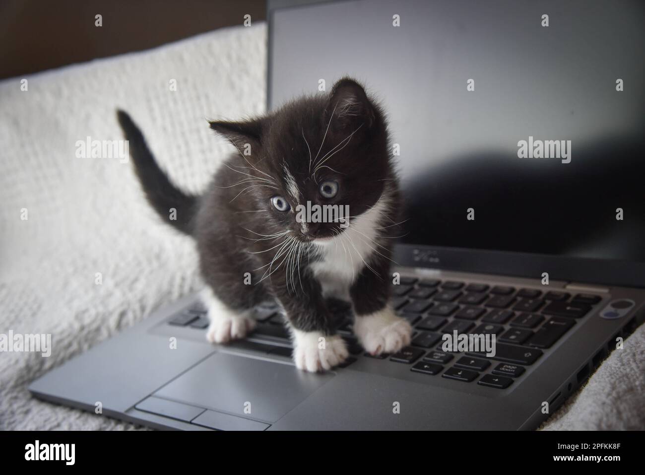 Cute little black and white kitten standing on laptop keyboard Stock ...