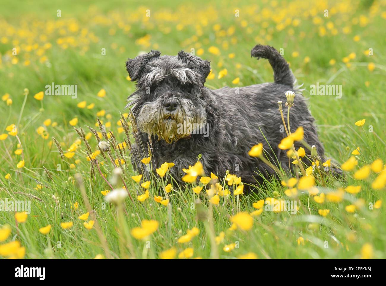 Old black and silver schnauzer dog standing in a field of buttercups in ...