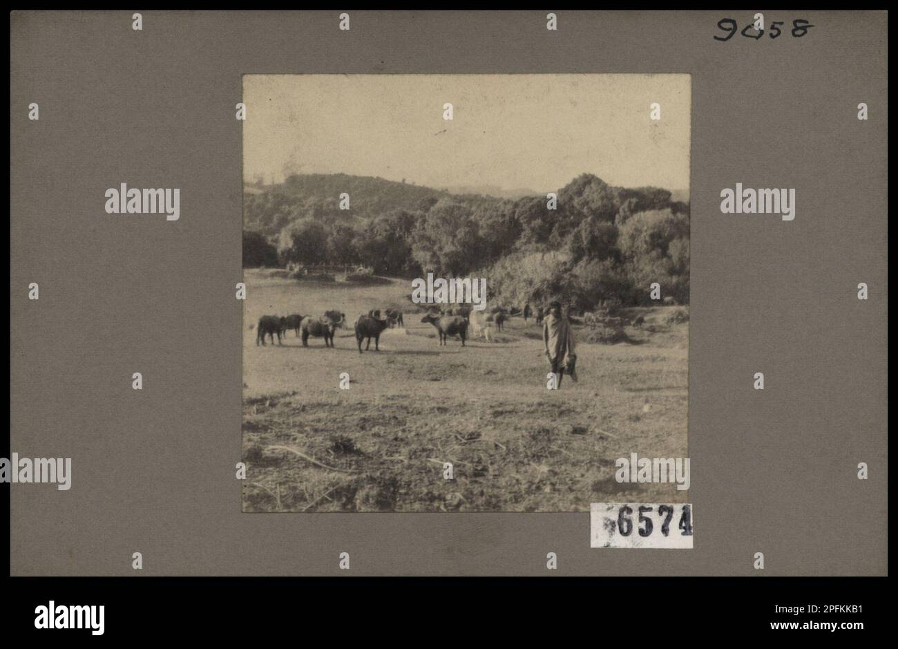 Buffalo pen hi-res stock photography and images - Alamy