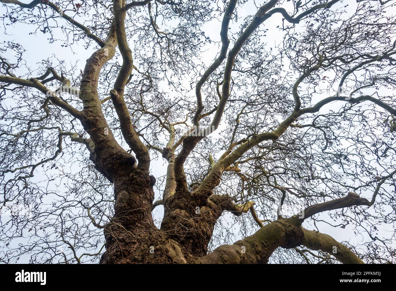 Spooky twisted branches of a Baobab Plane Tree creating interesting ...