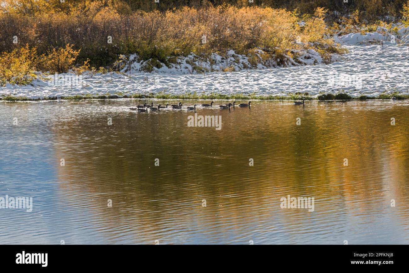 Canada geese swimming in the Snake River of Grand Teton National Park ...