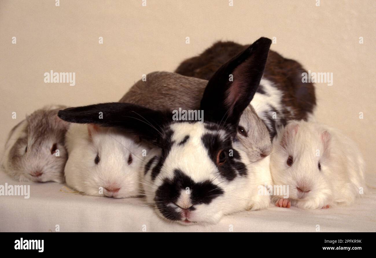 studio portrait of rabbit and guinea pigs Stock Photo - Alamy