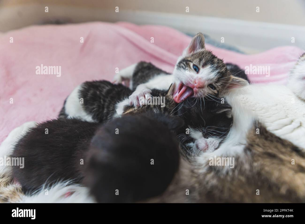 Mother and baby cat sleeping together hi-res stock photography and ...