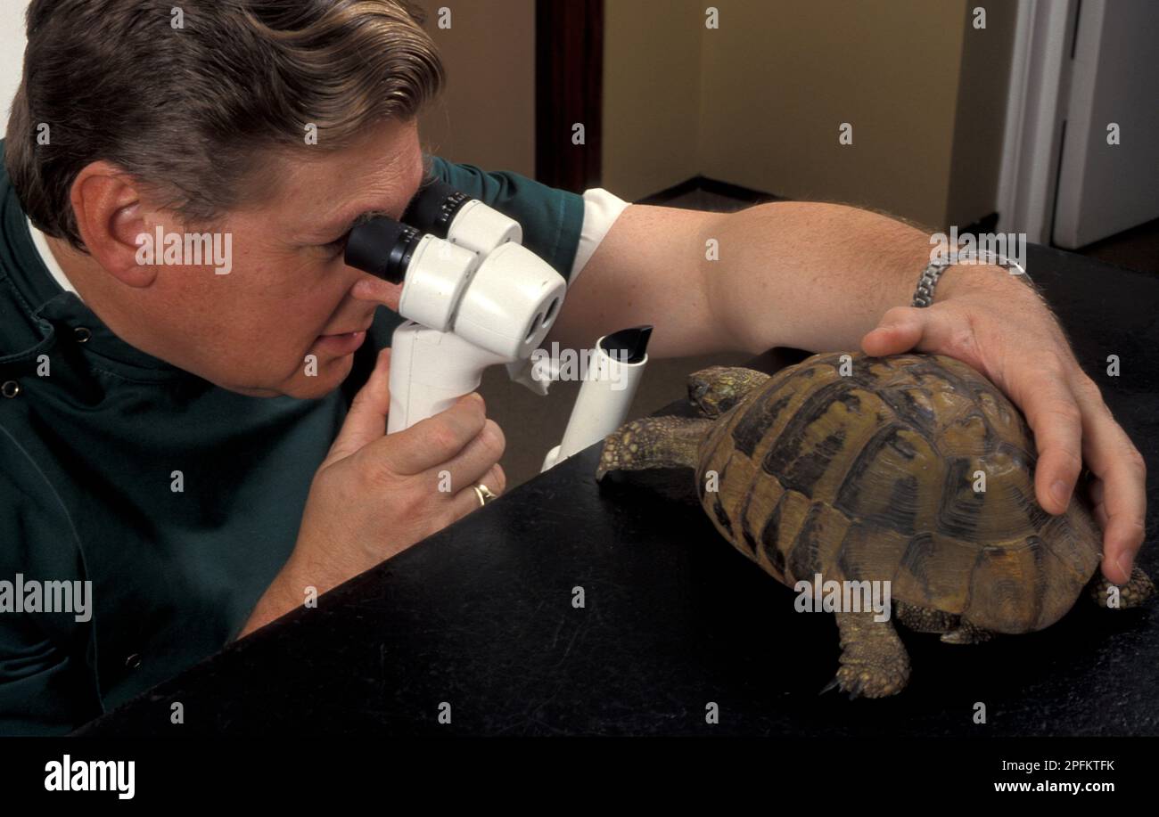 vet of exotic pets examining tortoise Stock Photo - Alamy