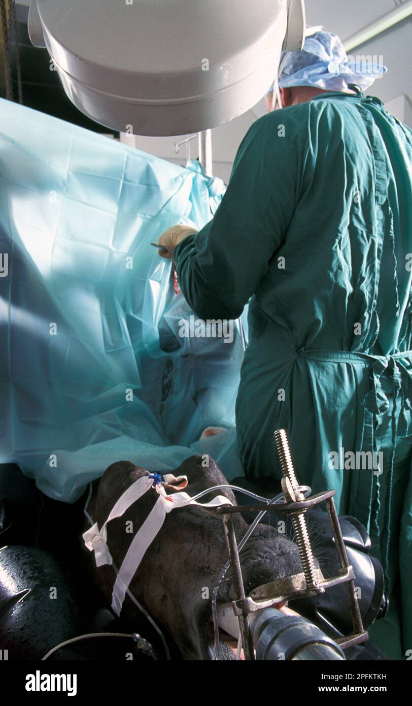 horse undergoing surgical operation at equine hospital Stock Photo - Alamy