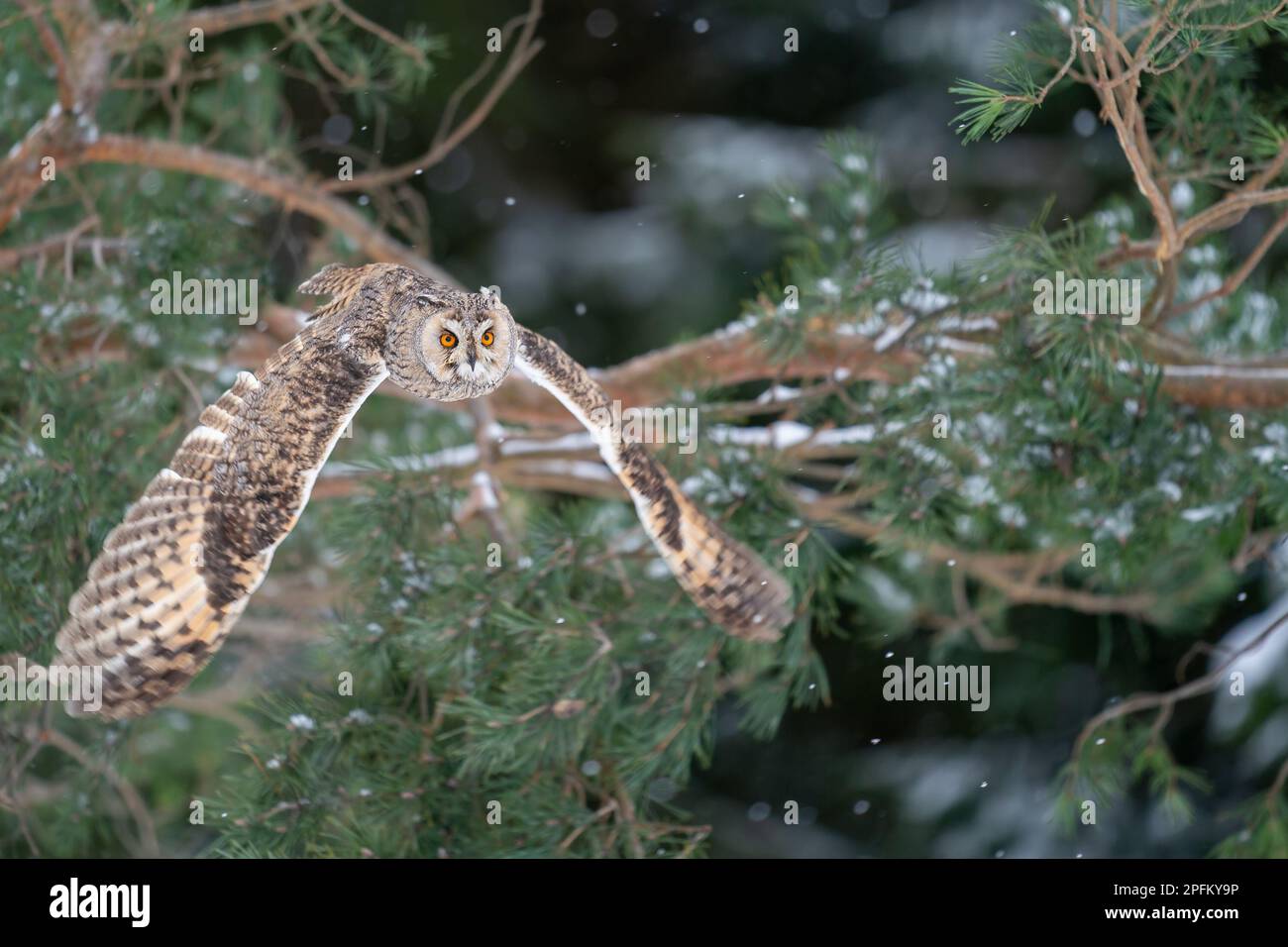 Long-eared owl flying in cold snowing winter forest. Frozen motion of ...