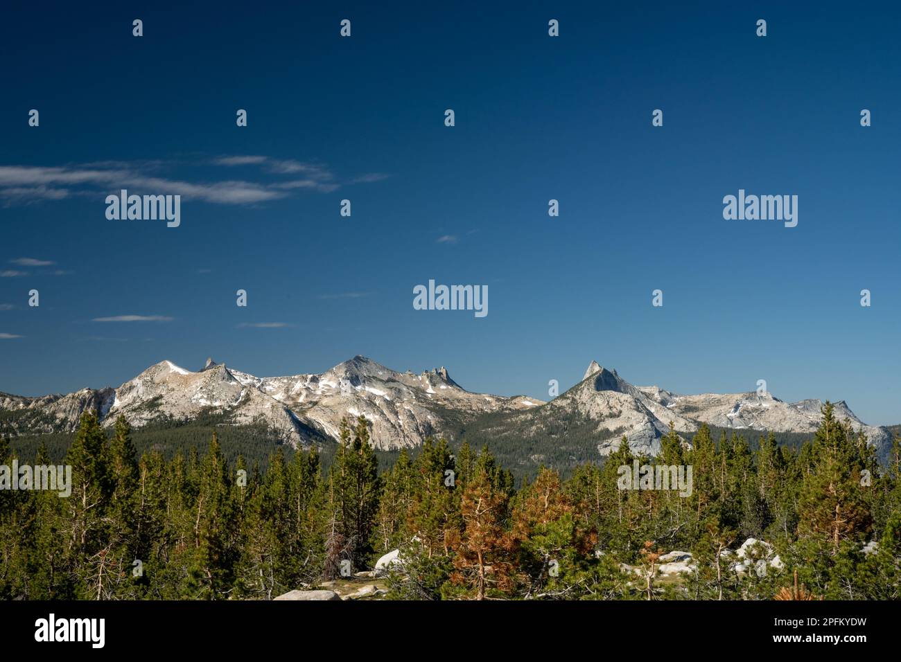 Jagged Peaks of Yosemite High Sierras Behind Pine Trees from the ...