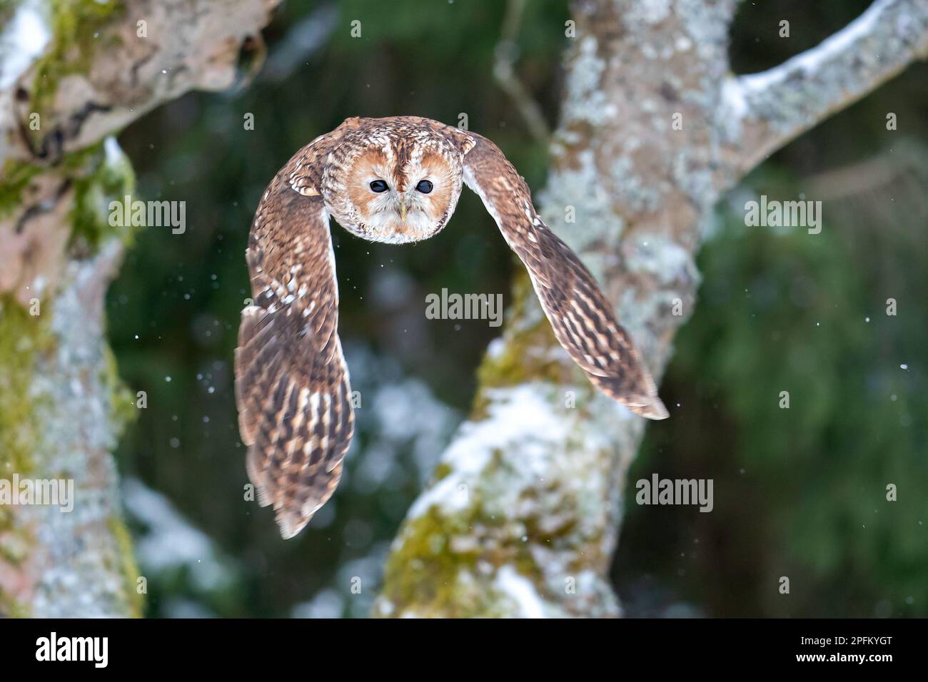 Tawny owl flying in the winter forest. Wild nature photo. Closeup ...